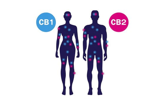 How Does CBD Work in the Body? – Reclaim Labs