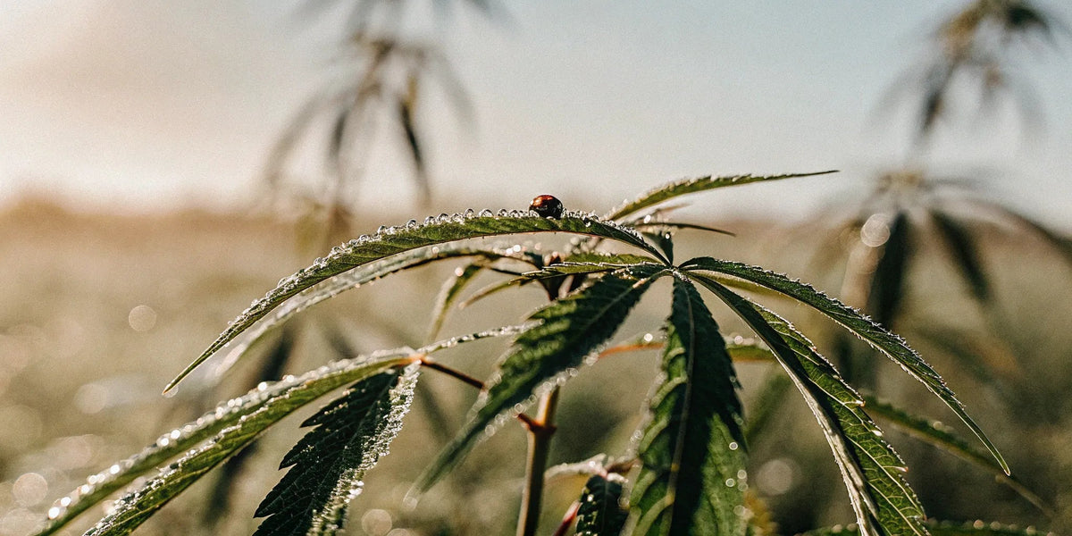 What is CBG and How Does It Work? A Simple Guide – Reclaim Labs